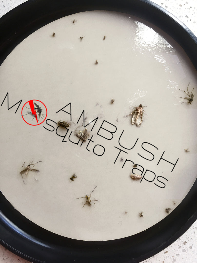 Ambush Sticky Papers – Ambush Mosquito Traps