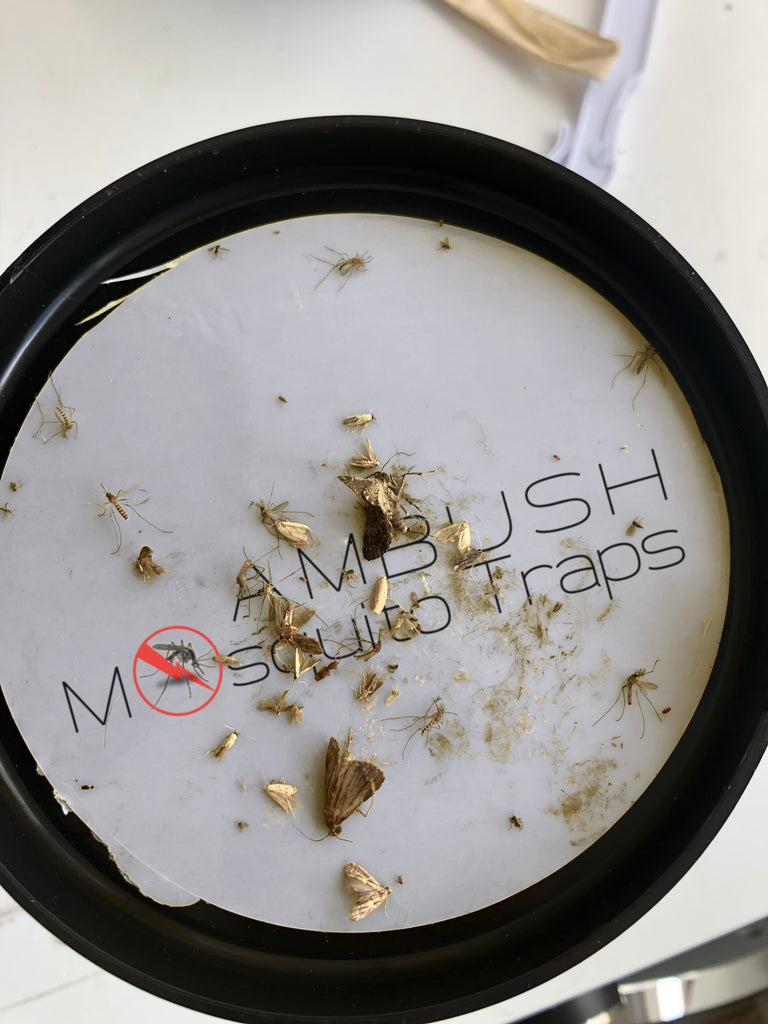 Ambush Sticky Papers – Ambush Mosquito Traps