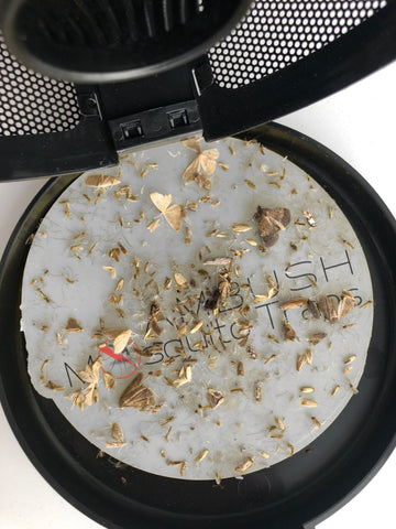 Ambush Sticky Papers – Ambush Mosquito Traps