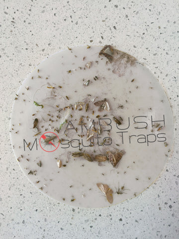 Ambush Sticky Papers – Ambush Mosquito Traps