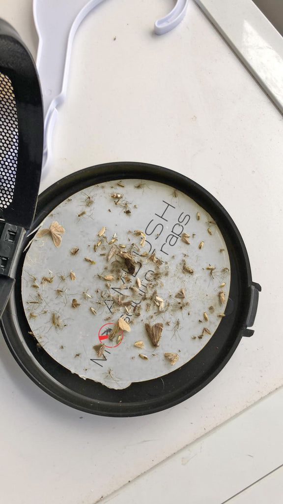 Ambush Sticky Papers – Ambush Mosquito Traps